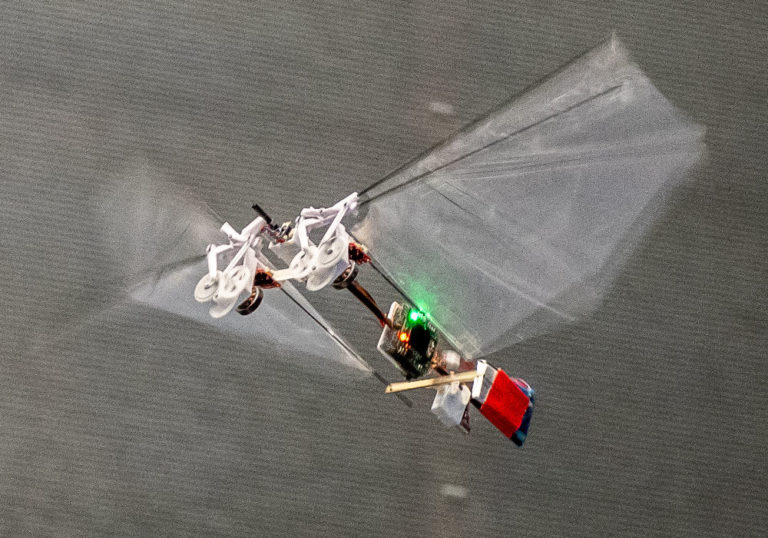 Forscher bauen Roboterfliege | Wendig wie die Fruchtfliege